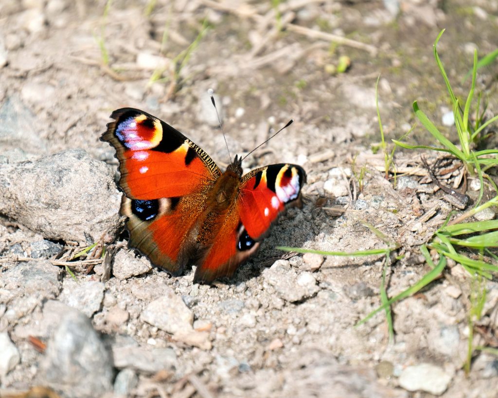 Peacock Butterfly – Eco Ellie